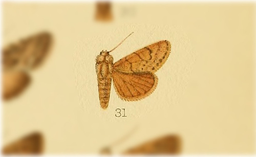 Copitarsia purilinea · iNaturalist