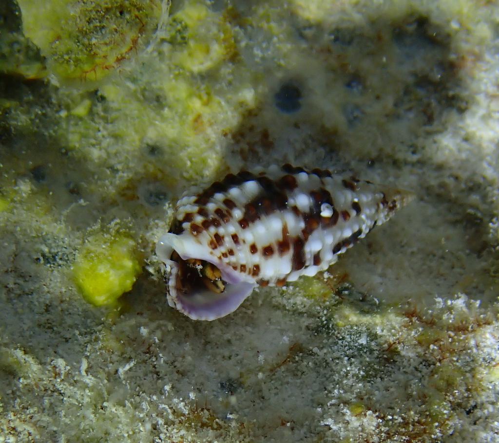 Cerith Snails from Funafuti, Tuvalu on November 5, 2023 at 09:55 AM by ...