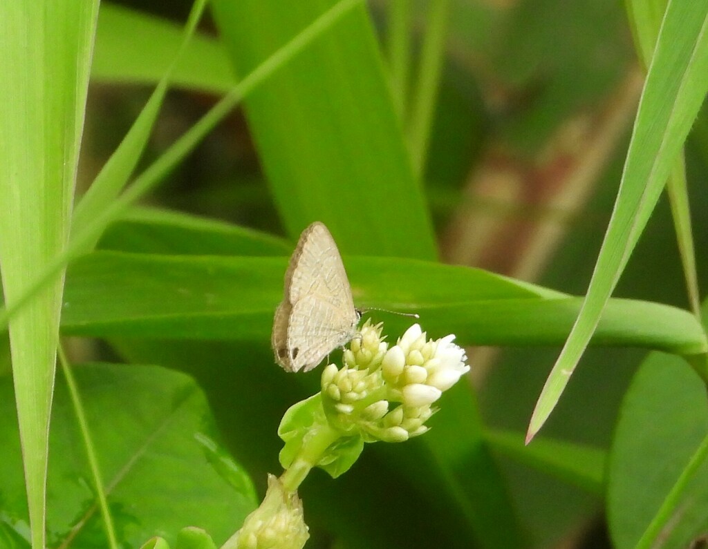 Common Line Blue from C978+79H Ranipuram trek rest hut, Ranipuram ...