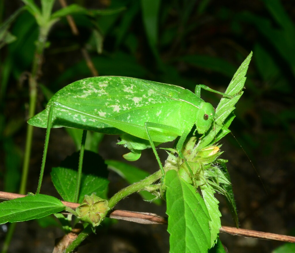 Orophus from San Antonio de Cortés, Honduras on November 8, 2023 at 10: ...