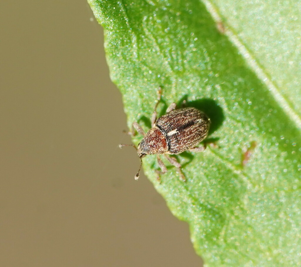 Rhinoncus from Launching Place VIC 3139, Australia on November 10, 2023 ...