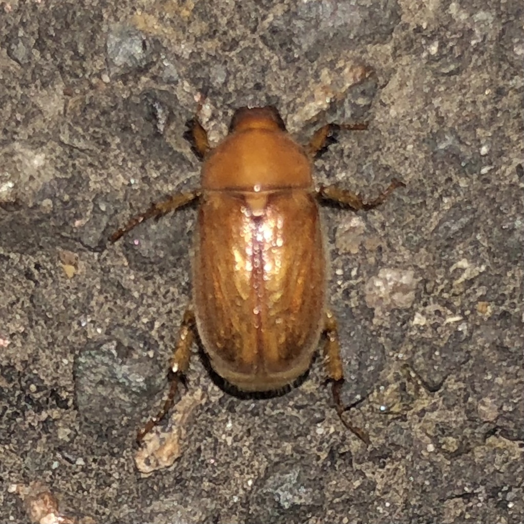 Scarabs from George St, Parramatta, NSW, AU on November 11, 2023 at 08: ...