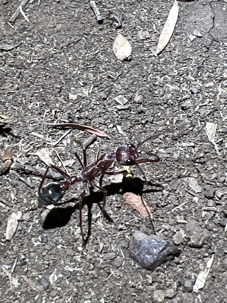 Giant Bulldog Ant from Croom Regional Sporting Complex, Croom, NSW, AU ...