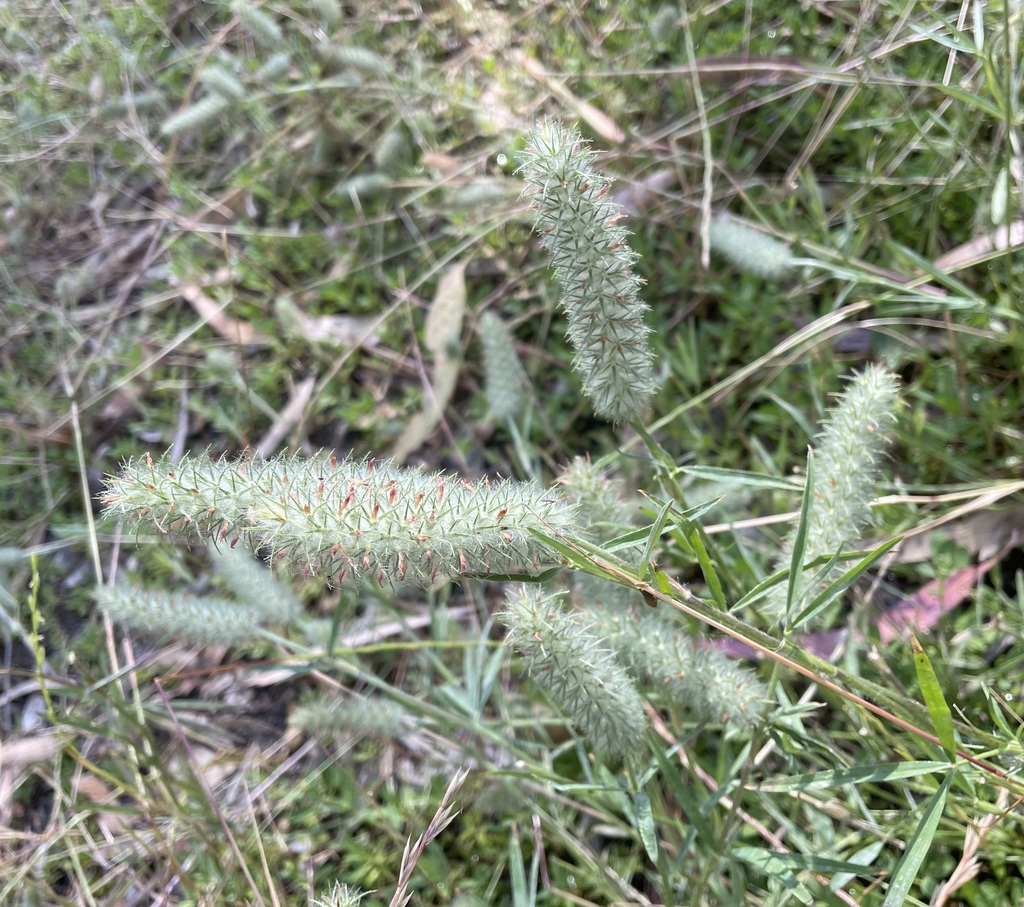 Narrow-leaved clover from Barham NSW 2732, Australia on November 9 ...
