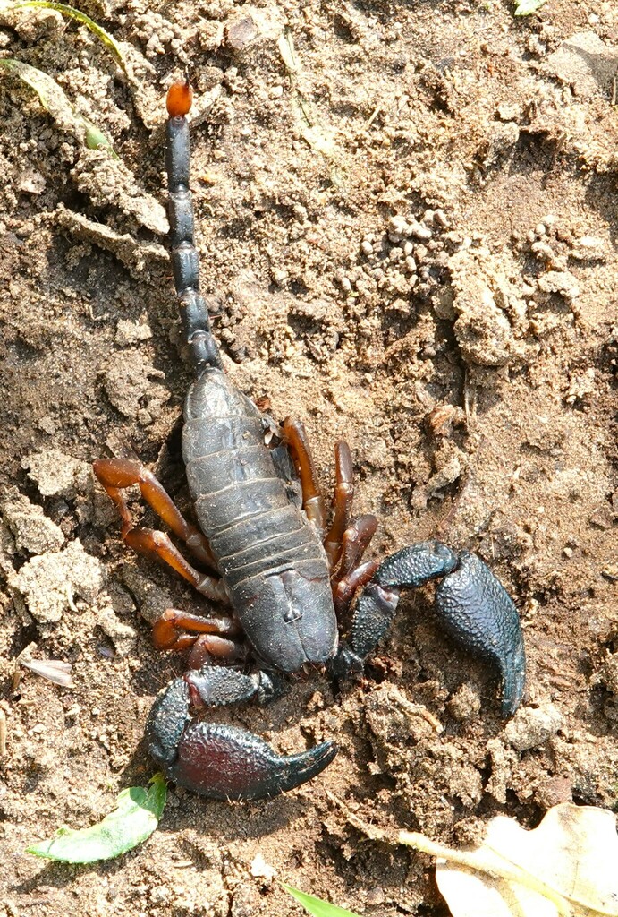Tree Docile Scorpion from Nyala Project, Mahenye, Chipinge, Zimbabwe on ...