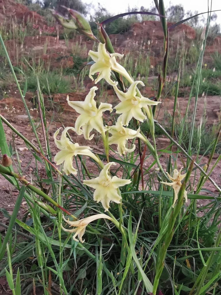 Gladiolus acuminatus in October 2023 by michelledw · iNaturalist