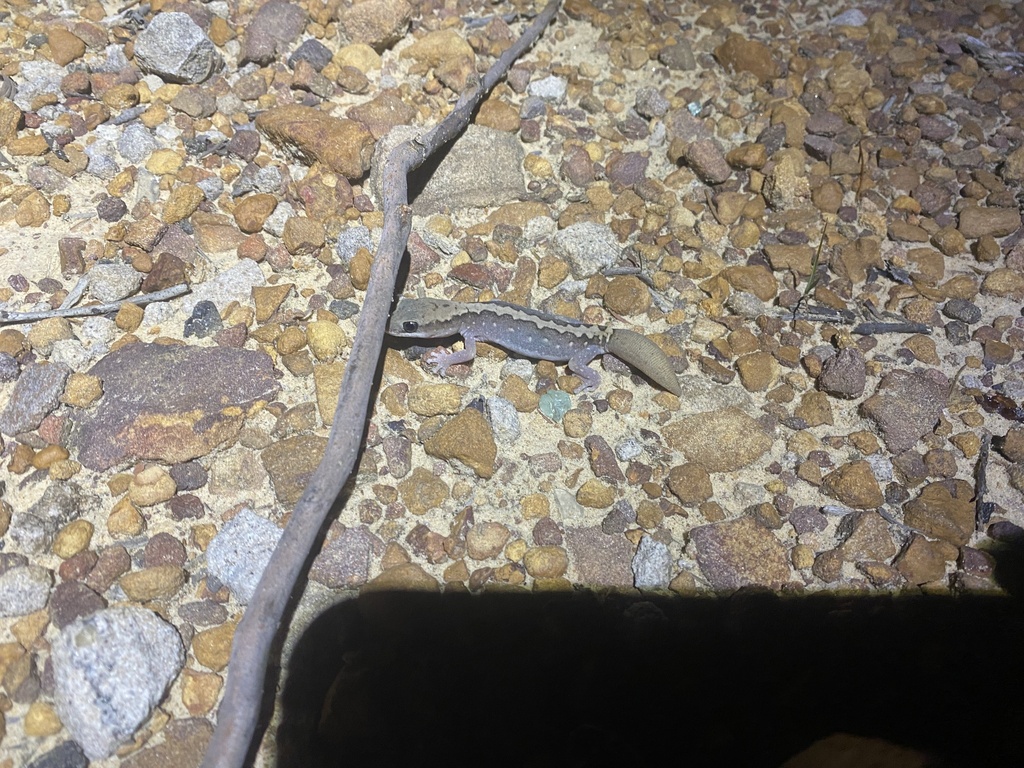 Eastern Stone Gecko in November 2023 by Josh Magro · iNaturalist