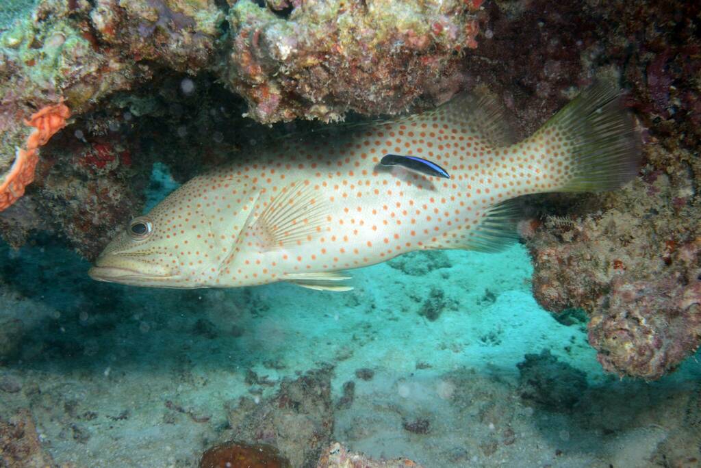Slender Grouper from Seychelles, Praslin, Coral Garden dive spot on ...