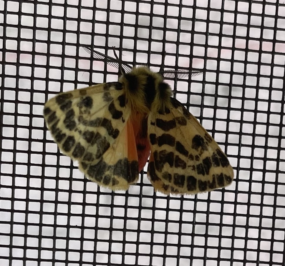 Crimson Tiger Moth from Toora VIC 3962, Australia on October 20, 2023 ...