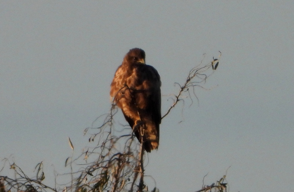 Common Buzzard from Pont de Gau - Francia on November 7, 2023 at 08:58 ...