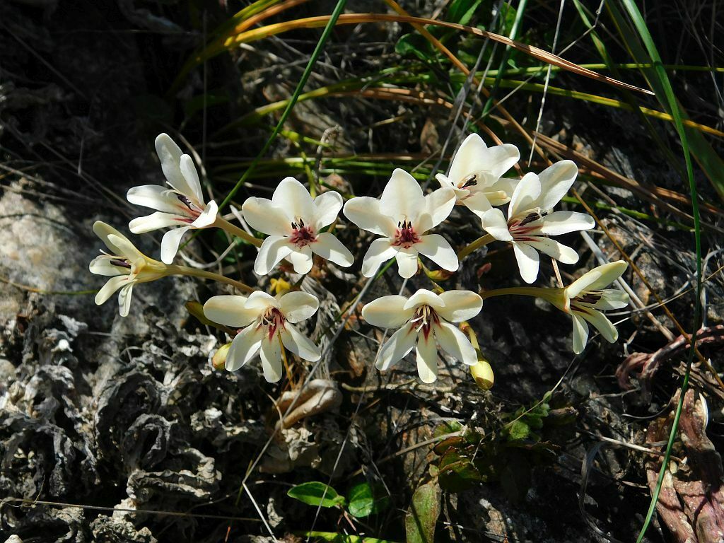 Longtube Triton from Platkloof Trail Greyton, 7233, South Africa on ...