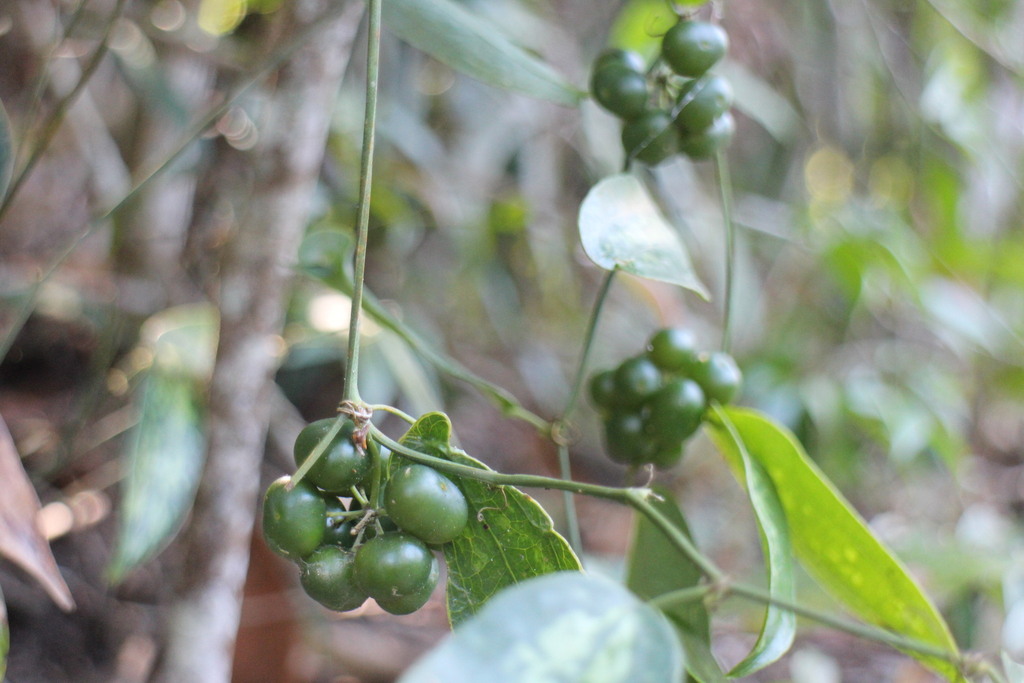 Smilax luei in November 2023 by 羅元甫 · iNaturalist
