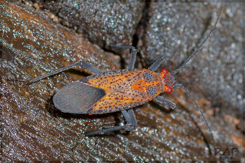 Jadera choprai · iNaturalist Mexico