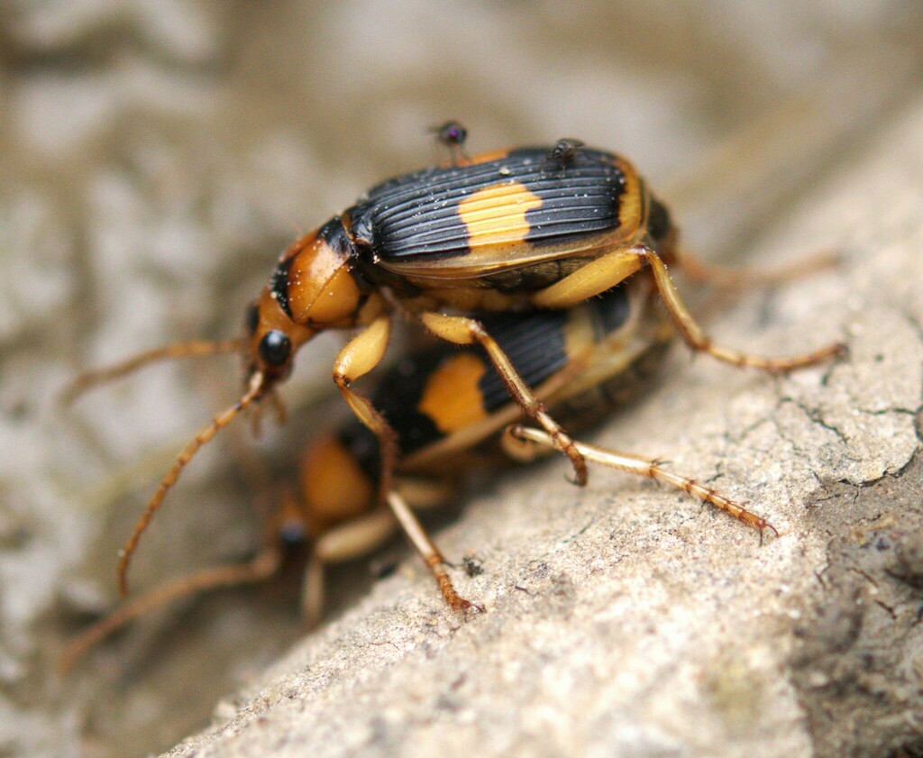 Pheropsophus from Somerton Rd, Greenvale VIC 3059, Australia on ...
