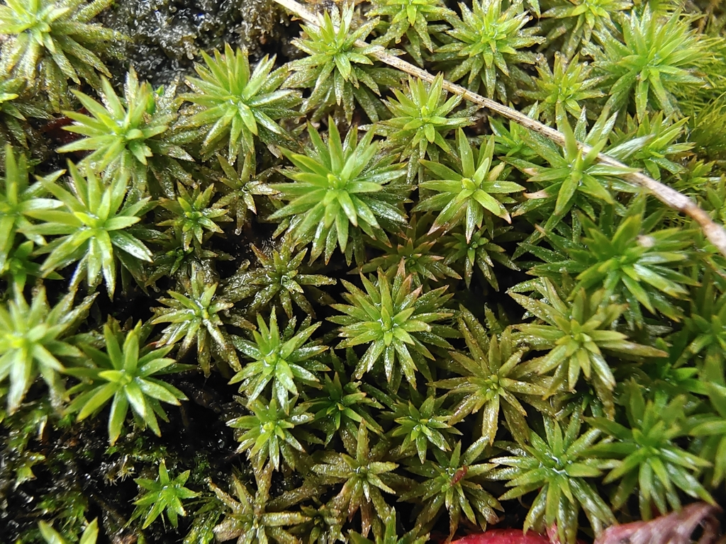 contorted pogonatum moss from Yichun, CN-JX, CN on November 11, 2023 at ...