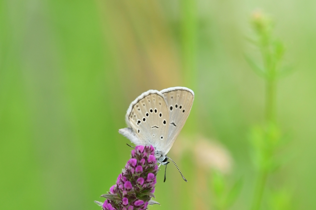 Scarce Large Blue in June 2019 by id78 · iNaturalist