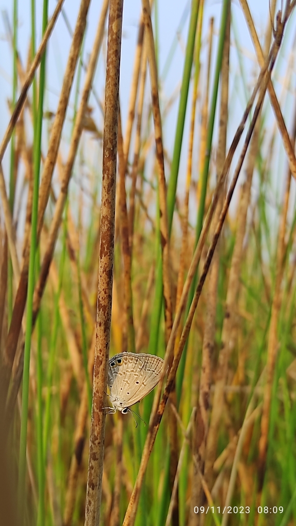 Gram Blue from Ghogha, Gujarat 364110, India on November 9, 2023 at 08: ...