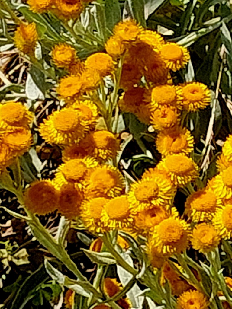 Common Everlasting from Brighton North VIC 3186, Australia on November ...