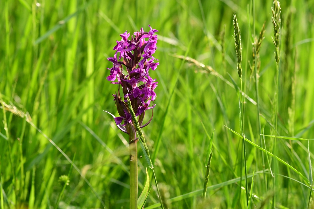 Broad-leaved Marsh Orchid from Porąbka, Polska on June 8, 2019 at 05:47 PM by id78 · iNaturalist