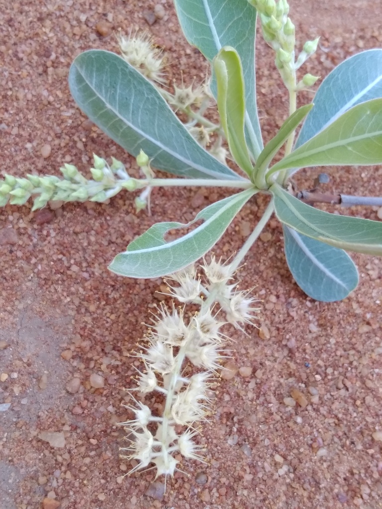 silver terminalia (Terminalia sericea) - Botanical Realm