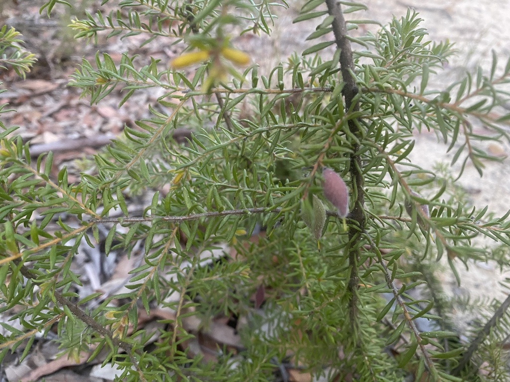 Persoonia hirsuta in November 2023 by Josh Magro · iNaturalist