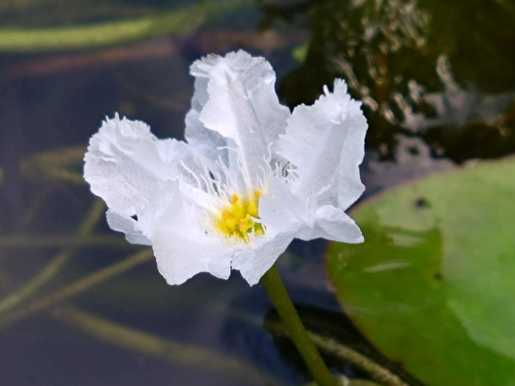 Crested Floating Heart from 312台灣新竹縣橫山鄉 on November 5, 2023 at 03:29 PM ...