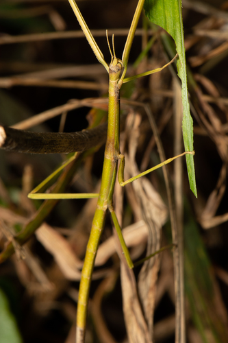 Ramulus granulatus · iNaturalist