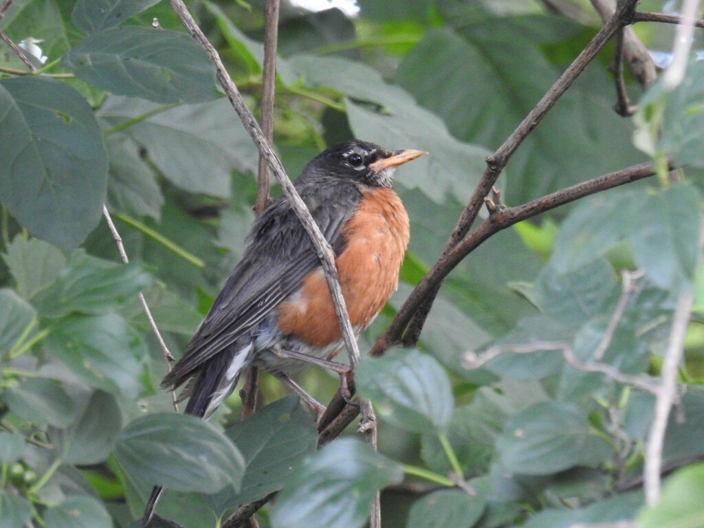 American Robin from Canton, MI, USA on July 21, 2017 at 04:03 AM by ...