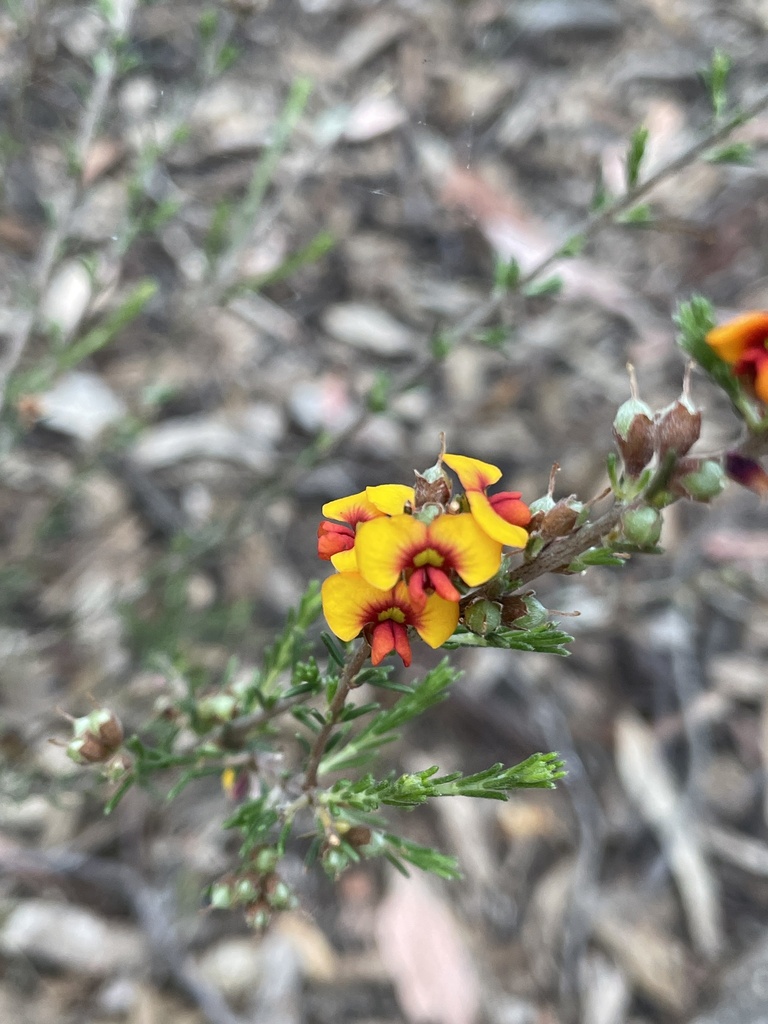 showy parrot-pea from Chiltern-Mt Pilot National Park, Chiltern, VIC ...