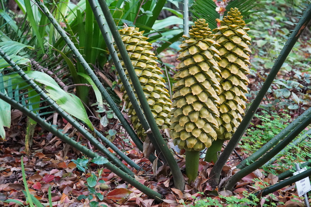 poor man's cycad in September 2023 by Pierre-Louis Stenger · iNaturalist