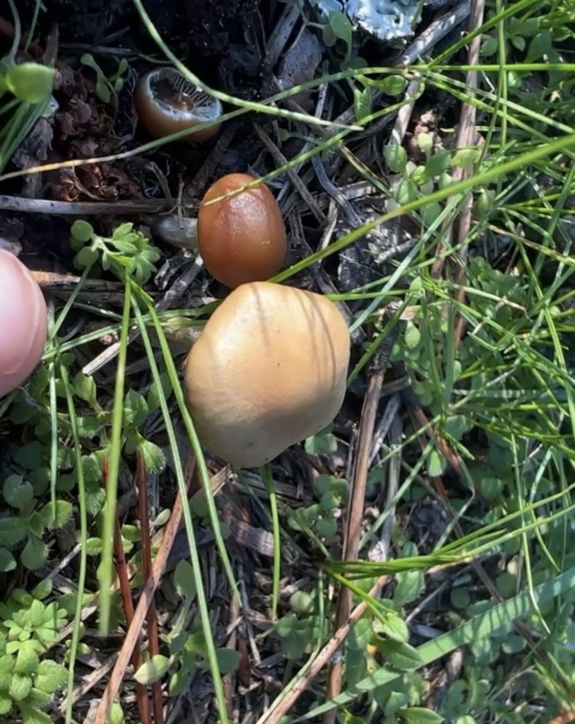 Wavy Cap in November 2023 by gaboshrooms. Cyanescens growing in grass ...
