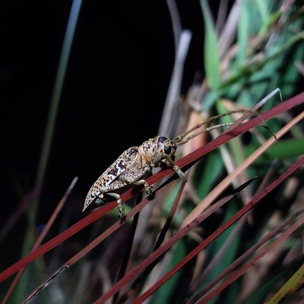 Flat-faced Longhorn Beetles from Sippy Downs QLD 4556, Australia on ...