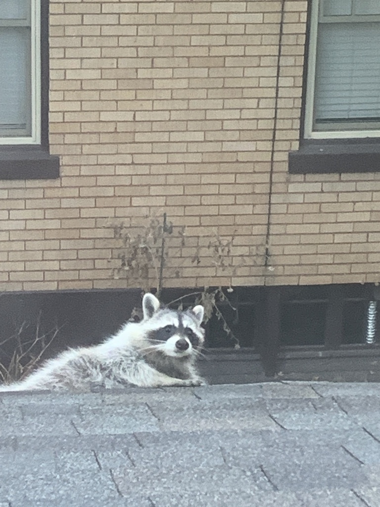 Common Raccoon from Douglass Blvd, Louisville, KY, US on November 11 ...