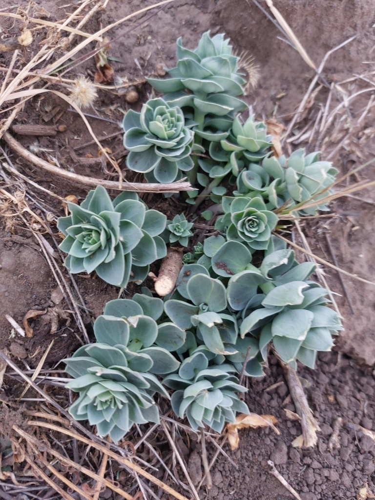 plants from Flagstaff, AZ, USA on November 9, 2023 at 05:27 PM by ...