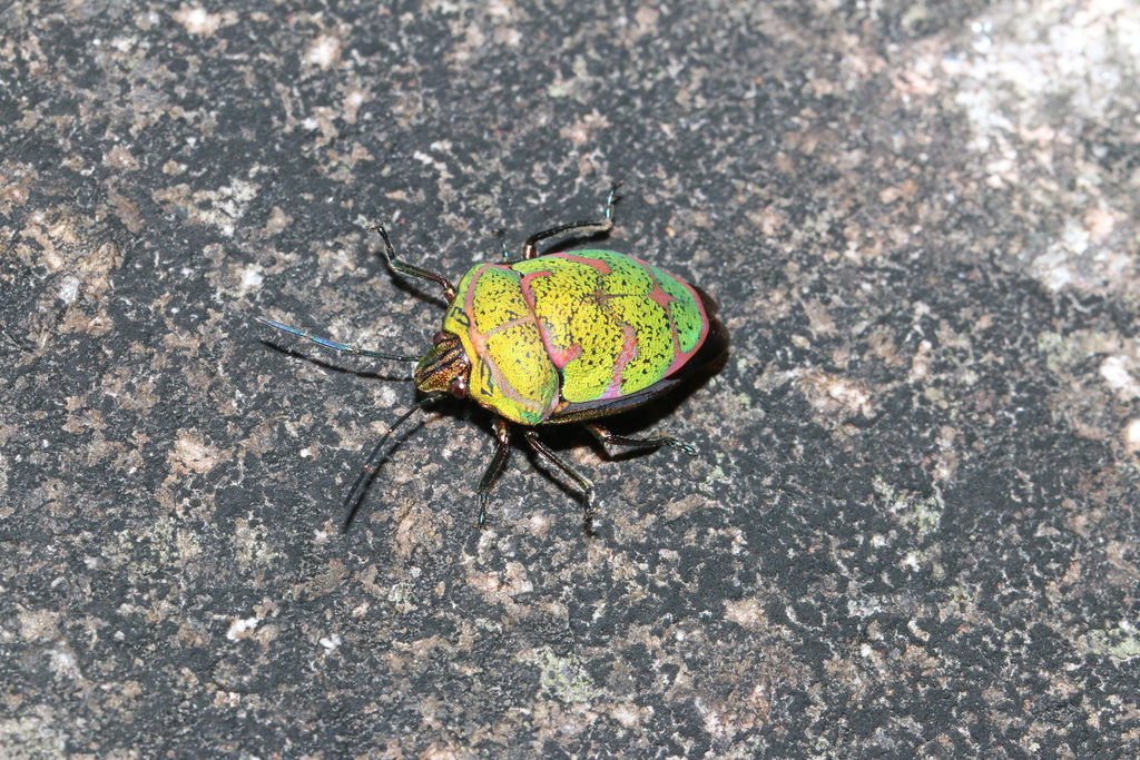 Clown Stink Bug from 日本、〒198-0211 東京都西多摩郡奥多摩町日原 on July 8, 2017 at 10: ...