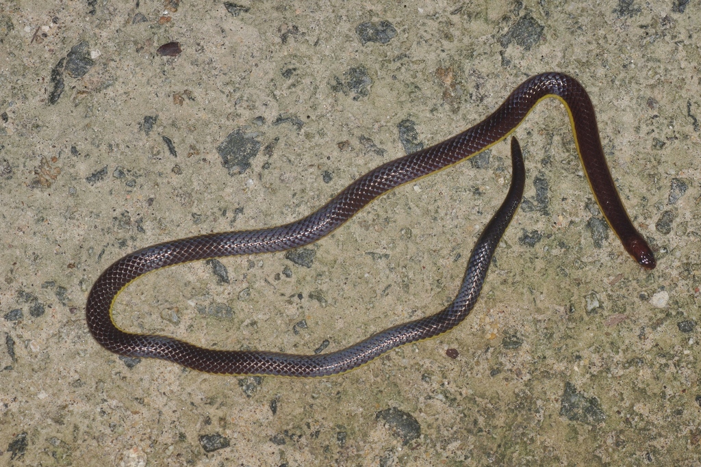 Variable Reed Snake from Bukit Panjang, Singapore on November 10, 2023 ...