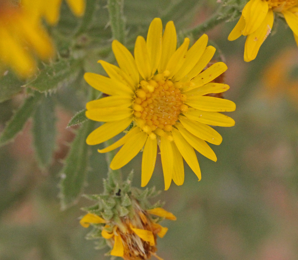 Spanish Gold (Plants of Dallas/Fort Worth) · iNaturalist