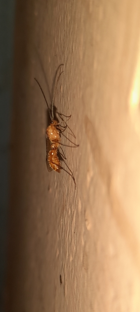 Ants from Idimuzhikkal, Chelambra, Kerala, India on November 11, 2023 ...
