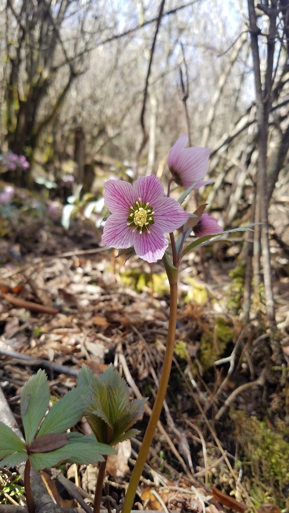 Helleborus thibetanus from Gedazhai Lixian, Aba, Sichuan China on March ...