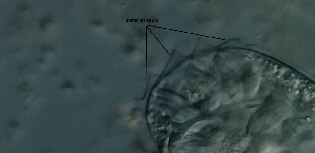 Aspidisca leptaspis from Springs, NY 11937, USA on November 10, 2023 at ...