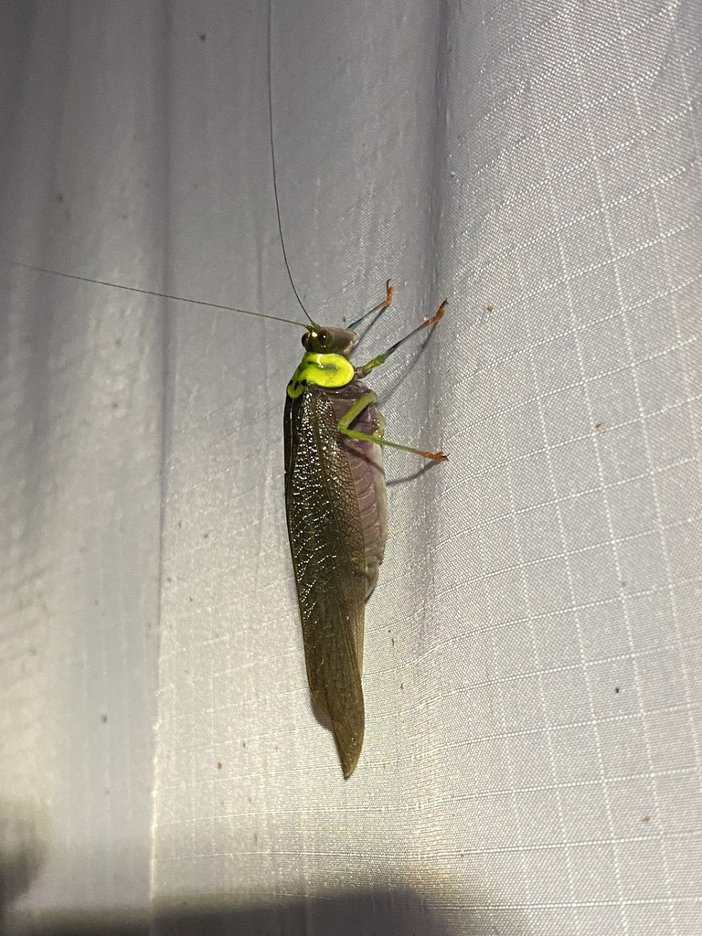 Euceraia insignis from Isla Barro Colorado, Panamá, PA on November 10 ...