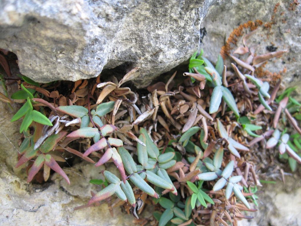 Western Dwarf Cliffbrake (Pellaea glabella occidentalis) - Botanical Realm