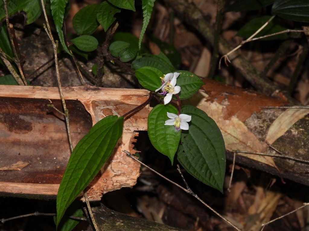 Bredia hirsuta scandens from 605台灣嘉義縣阿里山鄉 on November 10, 2023 at 02:04 ...