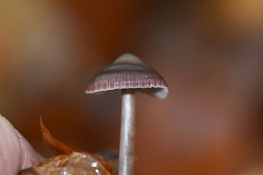 Mycena diosma from 1180 Uccle, Belgique on November 11, 2023 by Axel ...