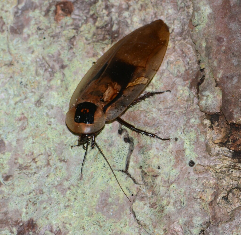 Giant Cave Cockroach from San Antonio de Cortés, Honduras on November ...