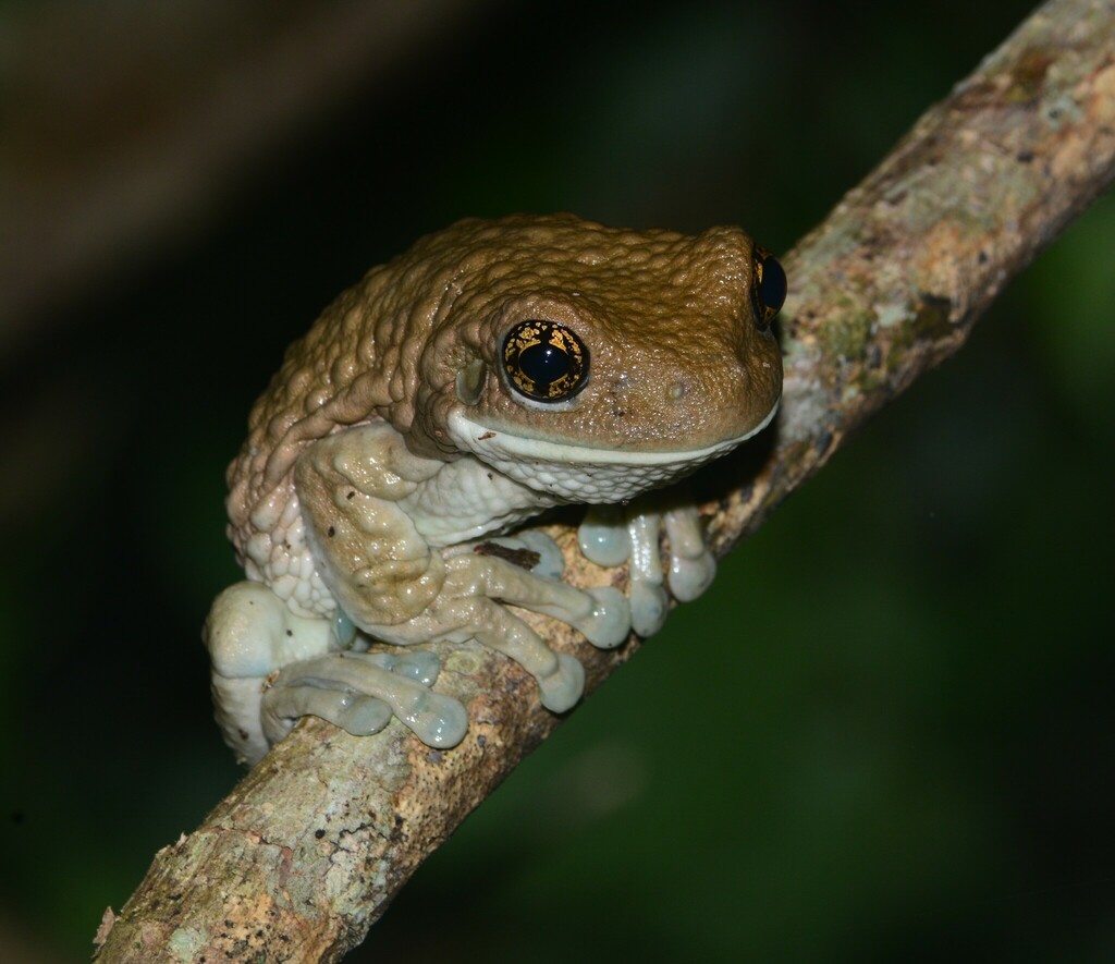 Vermiculated Tree Frog from San Antonio de Cortés, Honduras on November ...