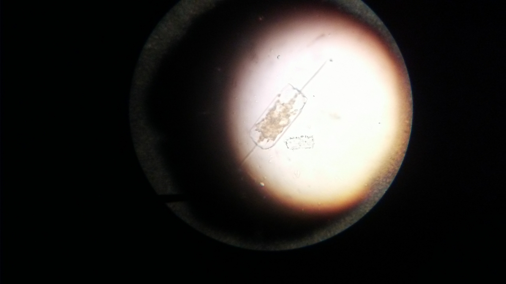 Ditylum brightwellii (T.West) Grunow, 1885