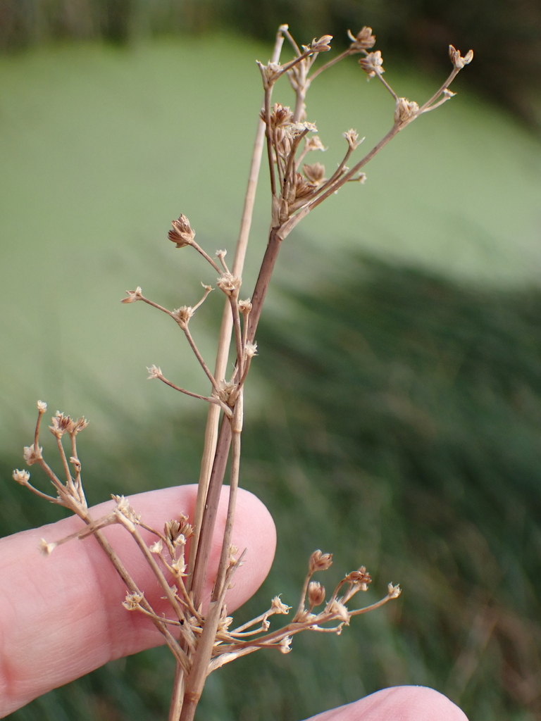 Blunt-flowered Rush from Saint-Germain-sur-Ay, France on November 5 ...