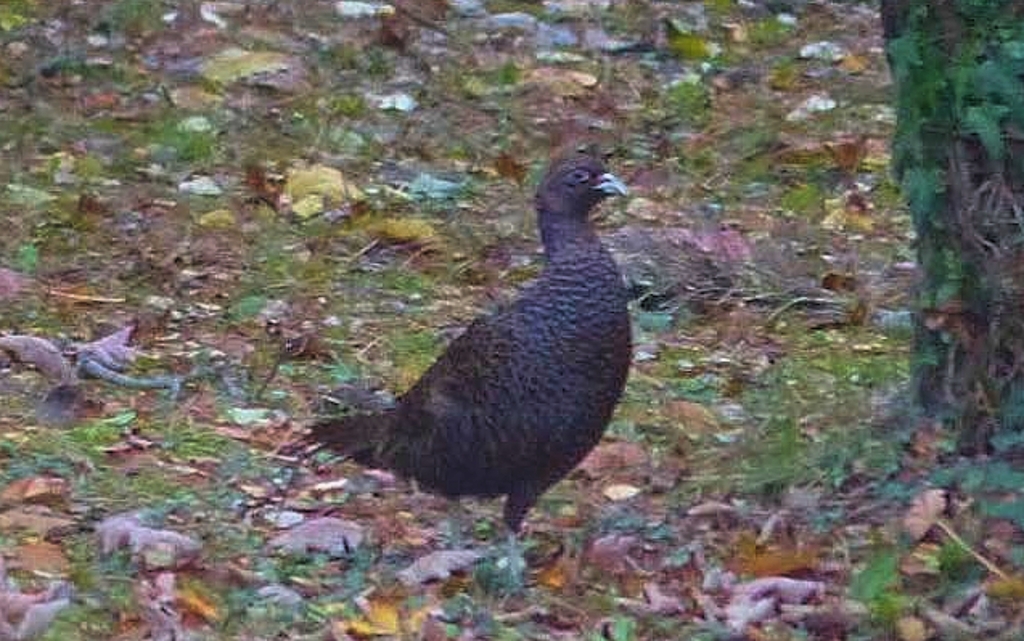 Ring-necked Pheasant from 1 Le Haut Lin, 44119, Treillieres, France on ...