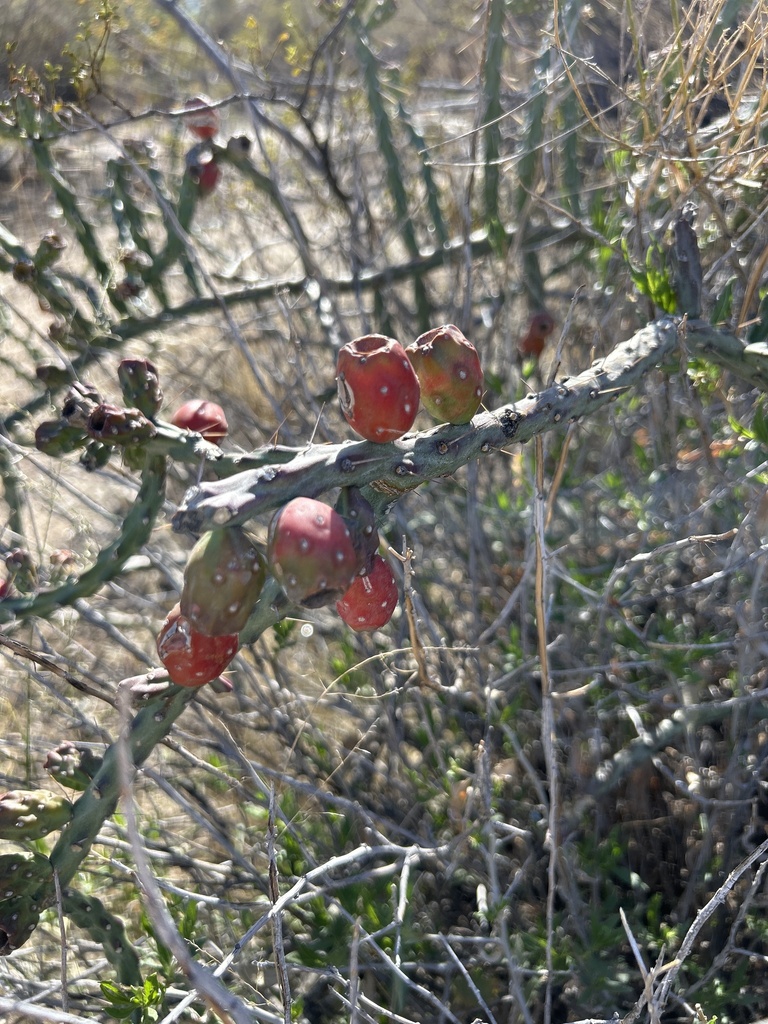 Christmas cholla from Coronado National Forest, Tucson, AZ, US on ...